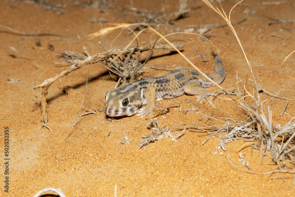 Persian wonder gecko (Teratoscincus keyserlingii ), or giant frog-eyed ...