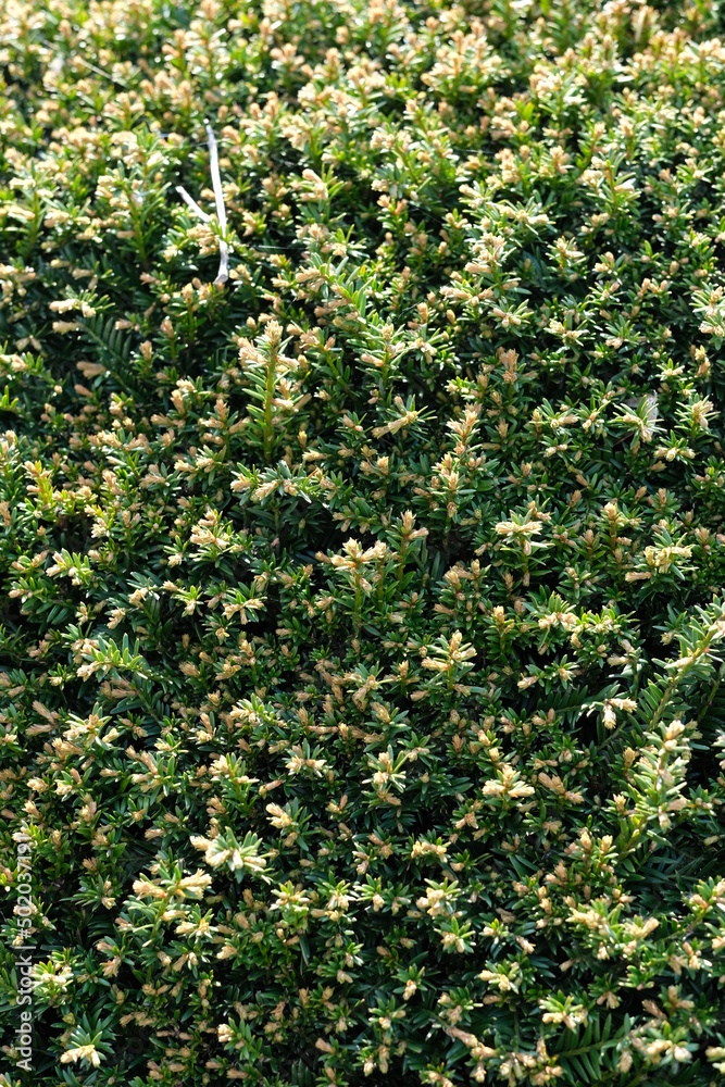 Foto de Texture de verdure pour fond et arrière-plan vert et naturel do ...