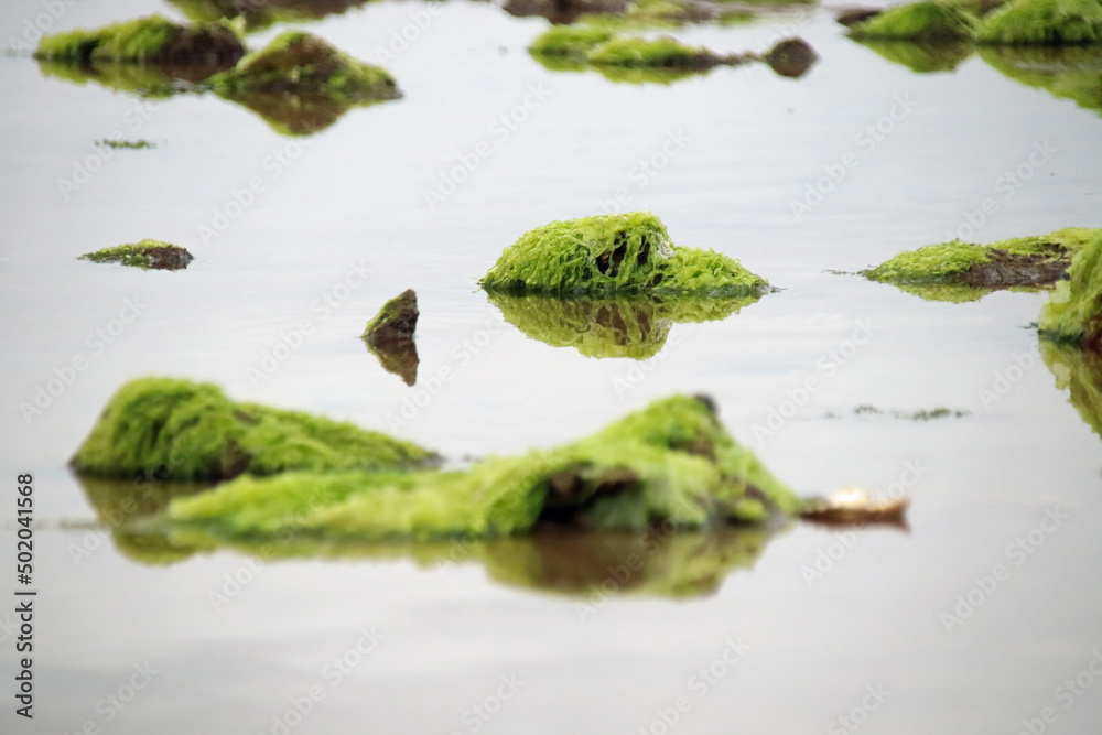 Seegras Zostera grün Wasserpflanze Wattenmeer Nordsee Sylt ...