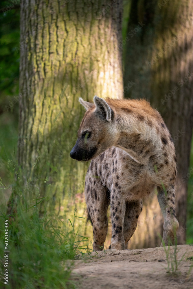 Spotted hyena (Crocuta crocuta), also known as the laughing hyena ...