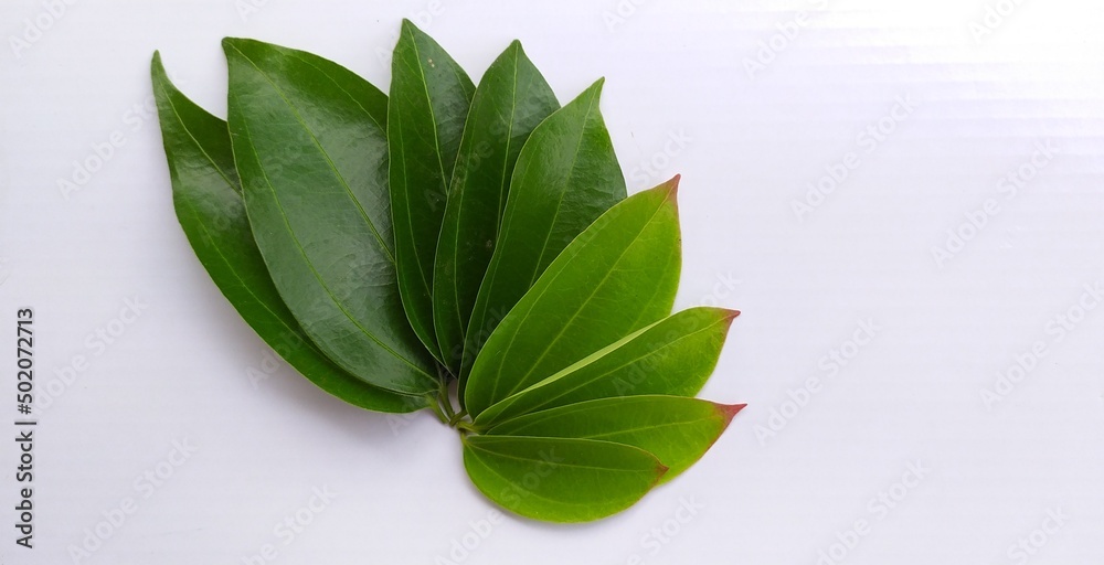 Bunch of organic spicy green Indian bay leaves also known as ...