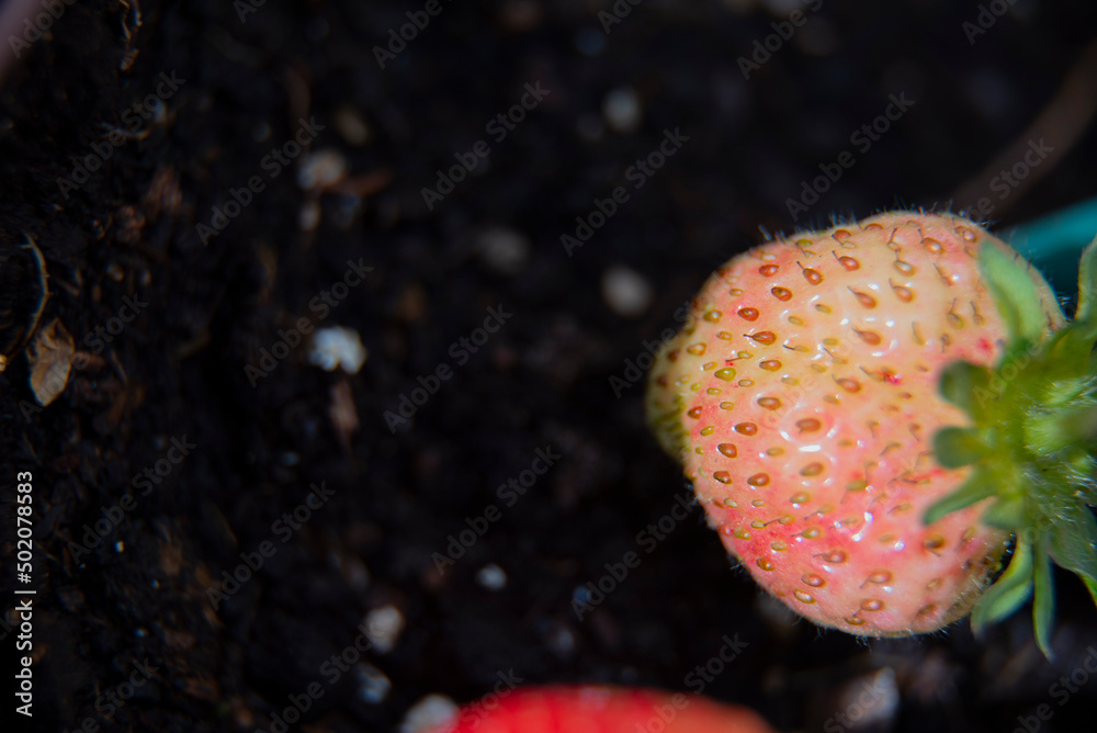 Recent strawberry bud showing the multiple and colorful grains that ...