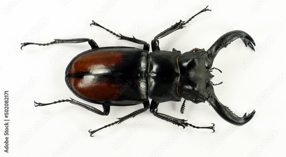 Giand stag beetle Hexarthrius parryi paradoxus isolated on white ...