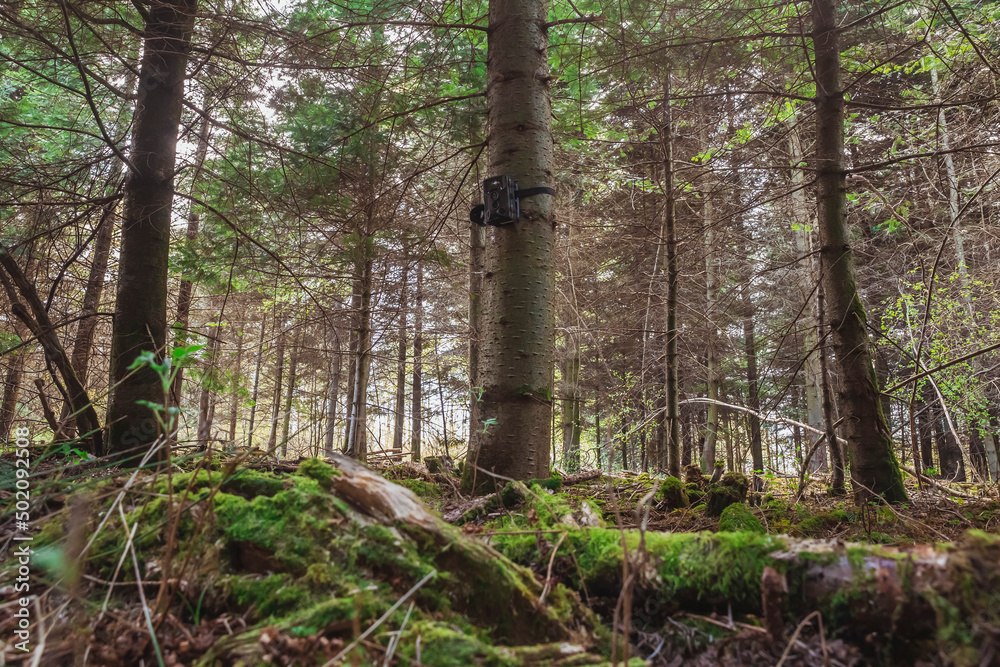 Foto de Hidden camera in the forest that turns on when wild animals ...
