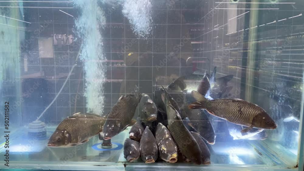 live fish floating in a tank on the counter of a supermarket store ...