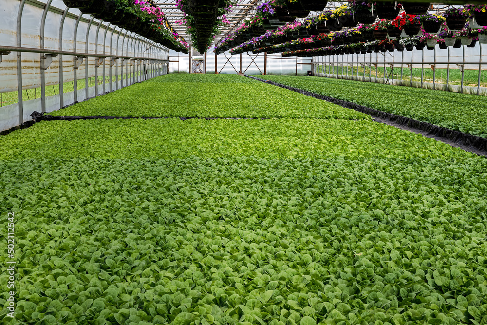 Tobacco seedlings growing hydroponically in a greenhouse. When dried ...