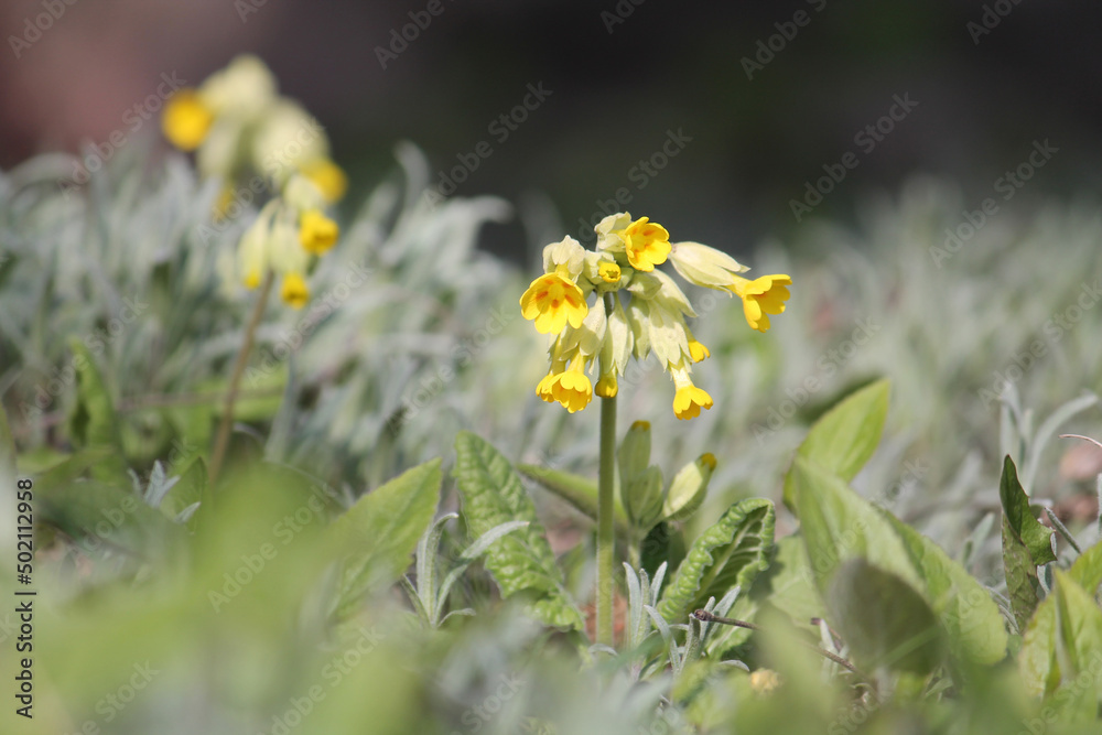 Flowering Primula veris (syn. Primula officinalis) or Common cowslip ...