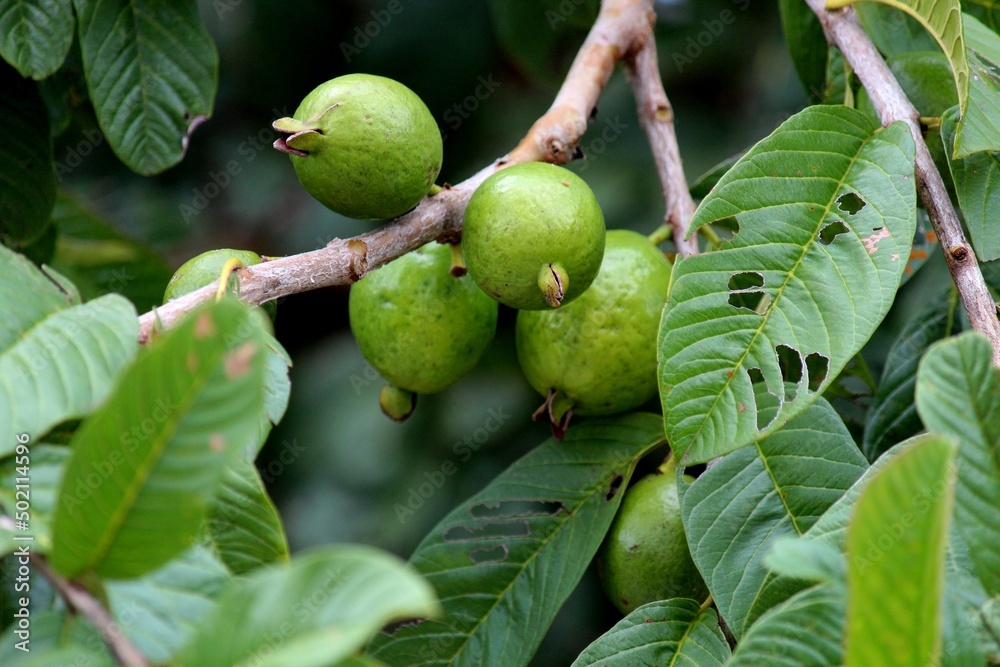 planta fruta goiaba - psidium guajava Stock Photo | Adobe Stock