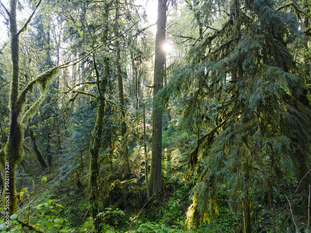 A tangle of moss-covered trees, ferns, and other vegetation grows wild ...