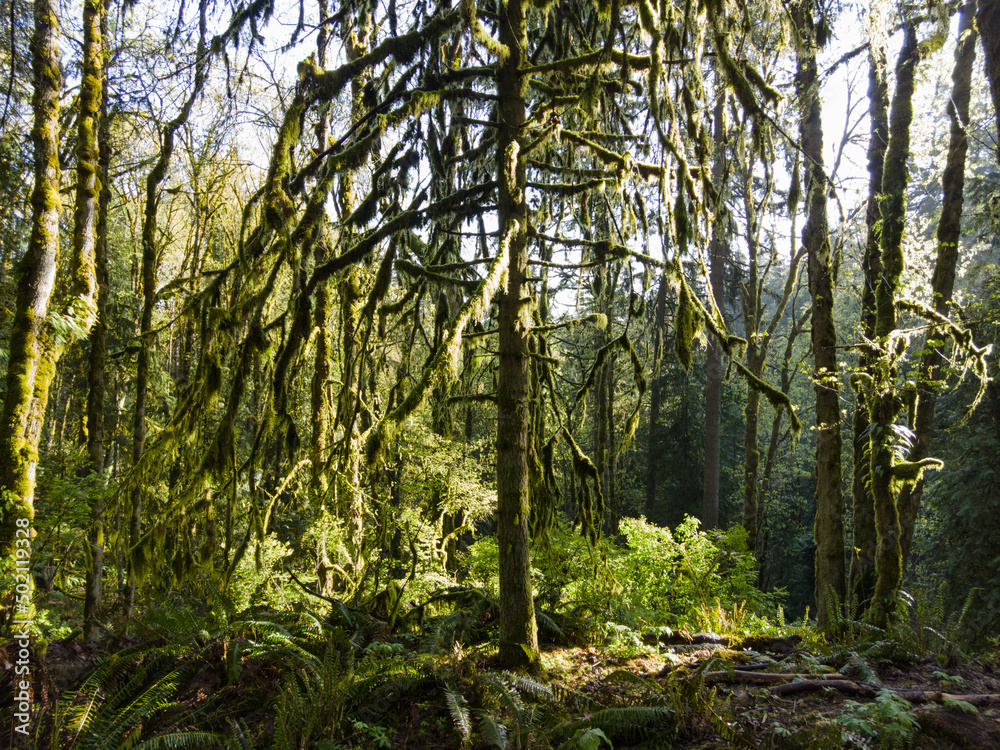 A tangle of moss-covered trees, ferns, and other vegetation grows wild ...