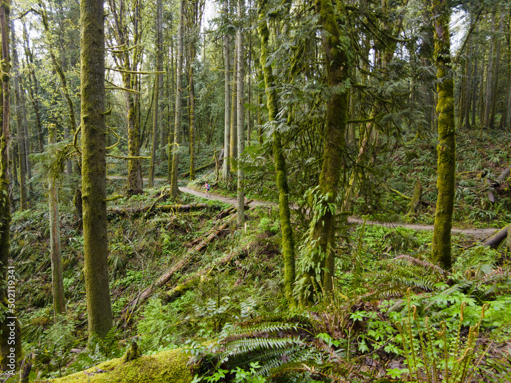 A tangle of moss-covered trees, ferns, and other vegetation grows wild ...
