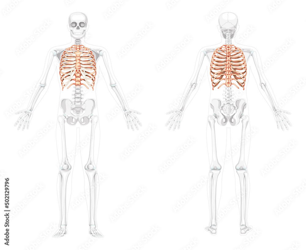 Set of Rib cages Skeleton Human front back view with partly transparent ...