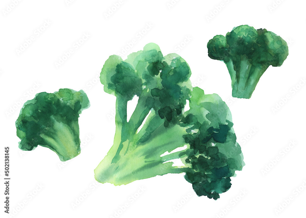 Hand Drawn Watercolor vegetable Broccoli set isolated on white ...