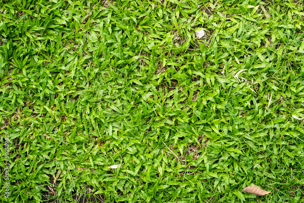 Green grass texture for background. Green lawn pattern and texture ...