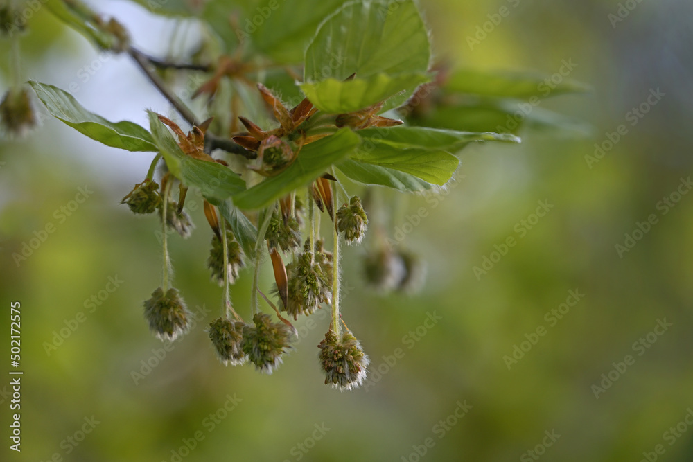 Male flowers of the common beech tree (Fagus sylvatica) hanging on the ...