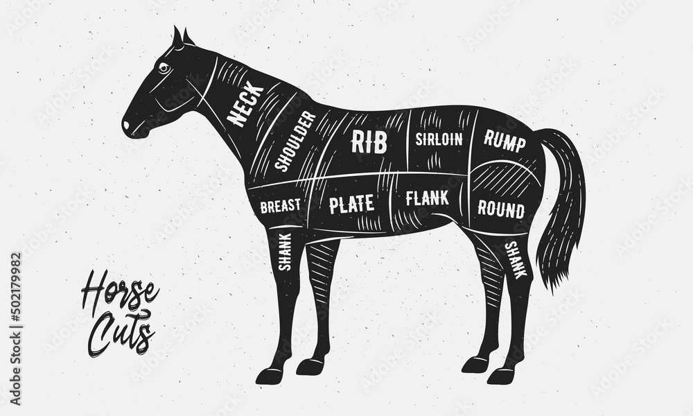 Cuts of Horse. Butcher Diagram, scheme, chart. Horse sketch silhouette ...