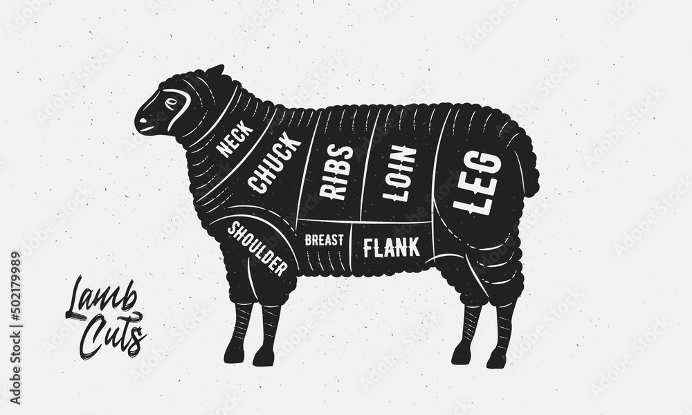 Cuts of Lamb. Butcher Diagram, scheme, chart. Sheep sketch silhouette ...