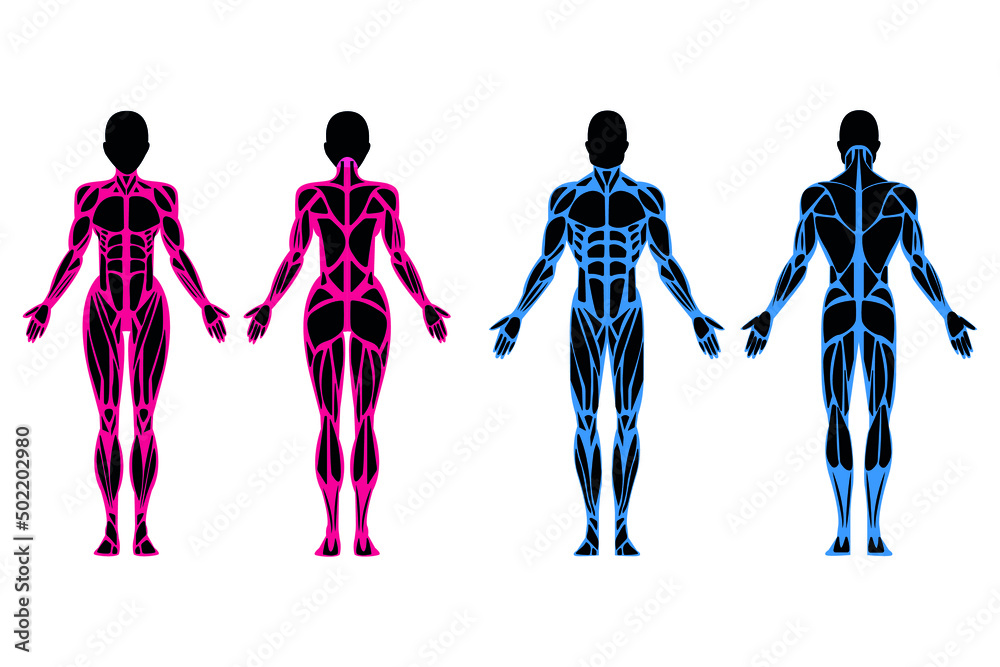 The anatomical structure of a person. Male and female body. Vector flat ...