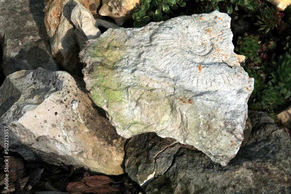 animal shell, ammonite, nature, spiral, nautilus, fossil, animal ...