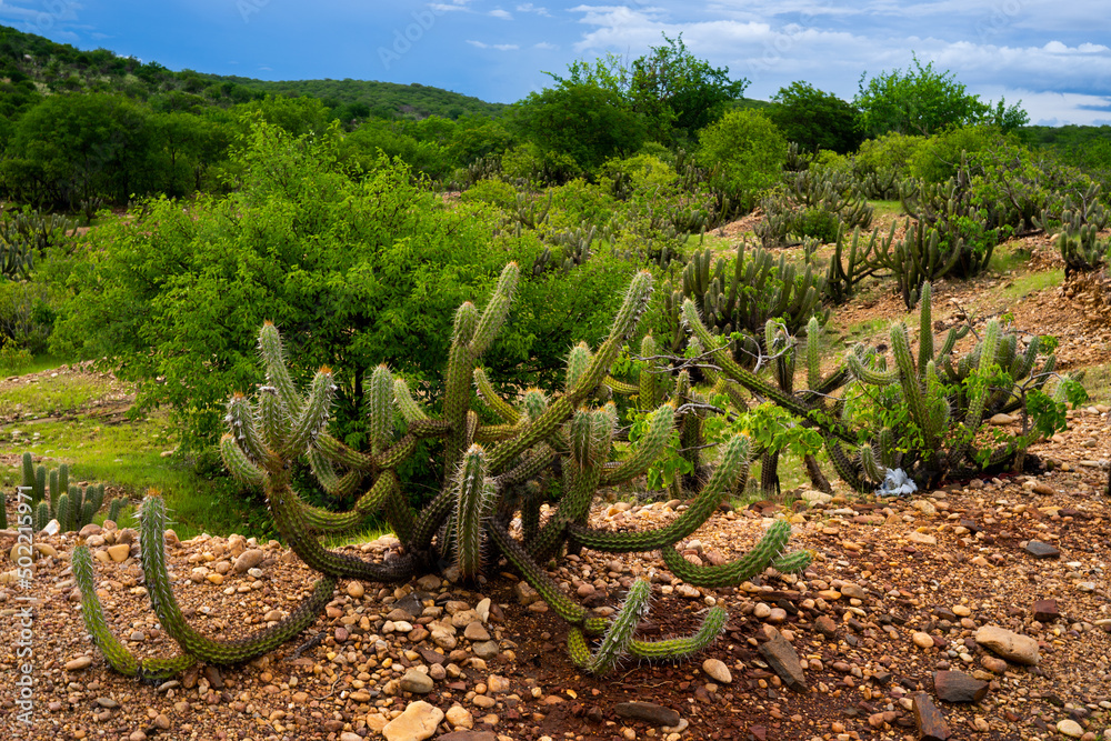Tipos De Cactos Do Nordeste - BRAINCP Tipos De Cactos Do Nordeste - BRAINCP