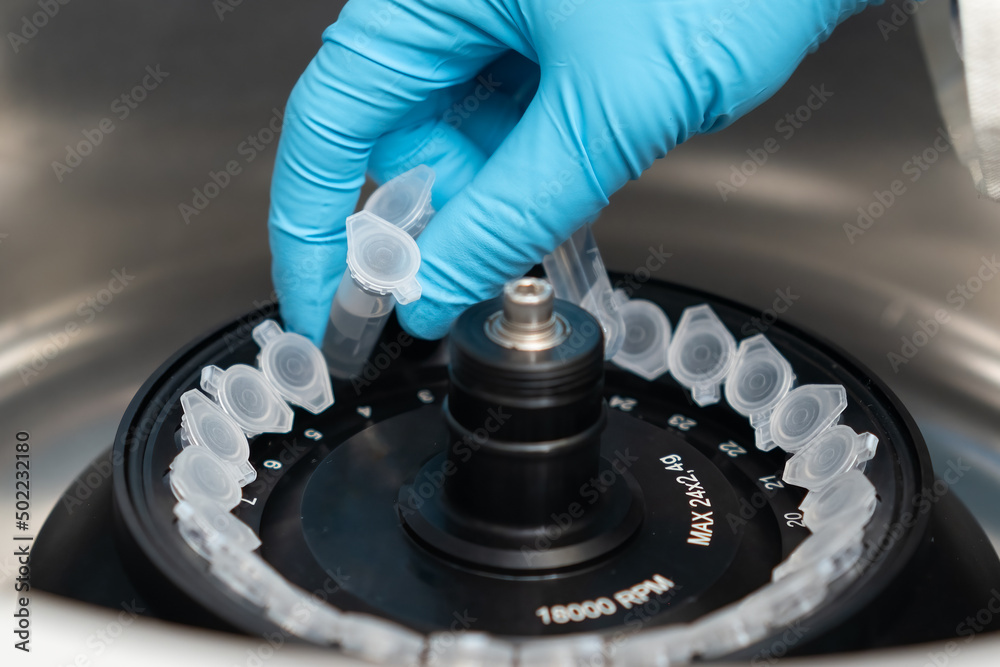 Scientist puts microcentrifuge tubes into centrifuge for phase ...