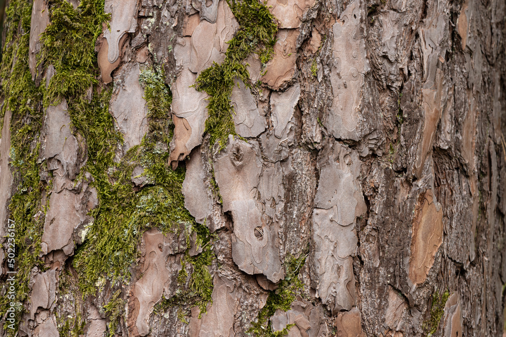 Pin sylvestre , Ecorse, Pinus sylvestris Stock Photo | Adobe Stock