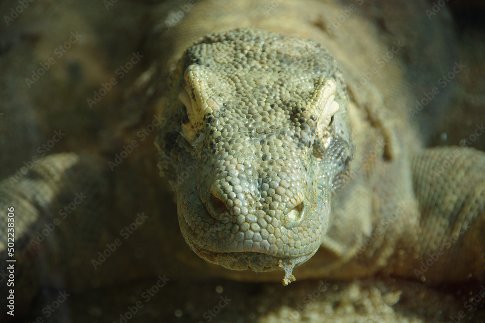 Komodo dragon, monitor lizard Stock Photo | Adobe Stock