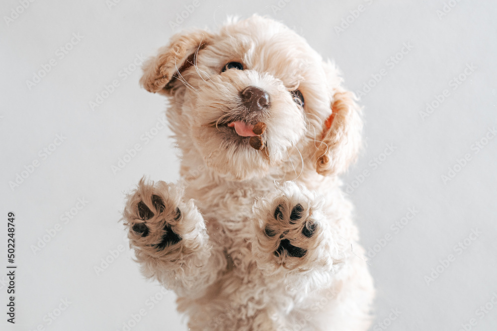 Retrato en fondo blanco de un perrito cachorro de french poodle de un ...
