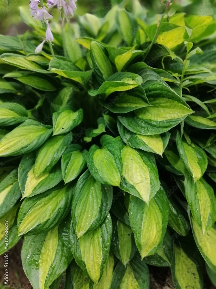 variegate green hosta with a yellow border and blooming purple bell ...