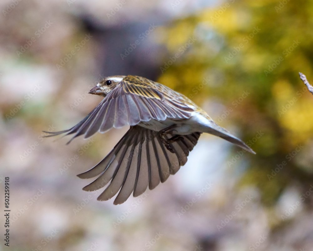 Purple Finch Photo and Image. Bird flight. Finch female flying with its ...