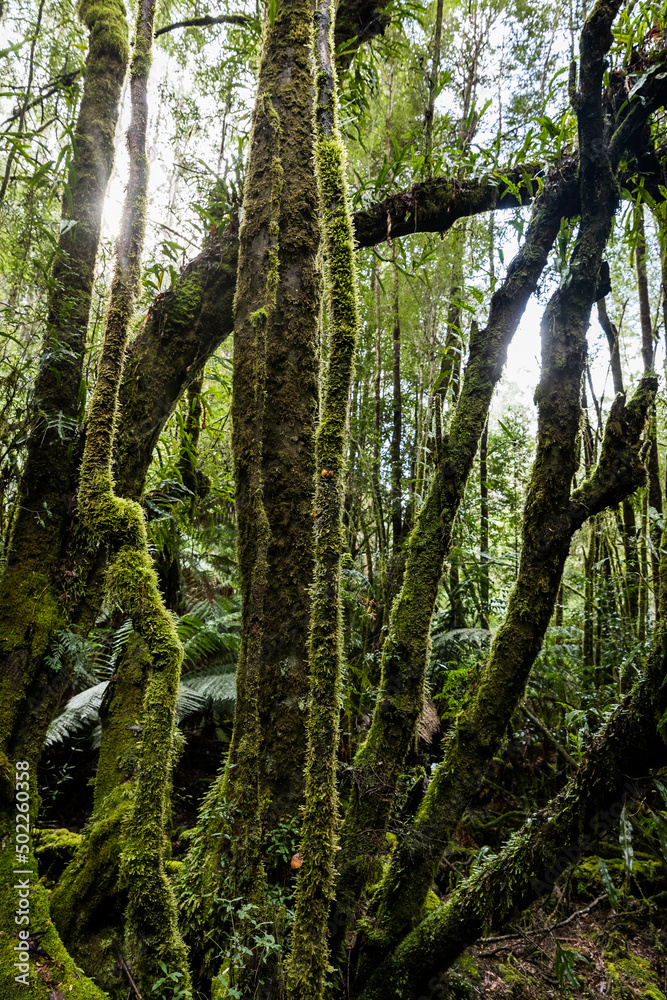 Moss covered rainforest trees and vines Stock Photo | Adobe Stock