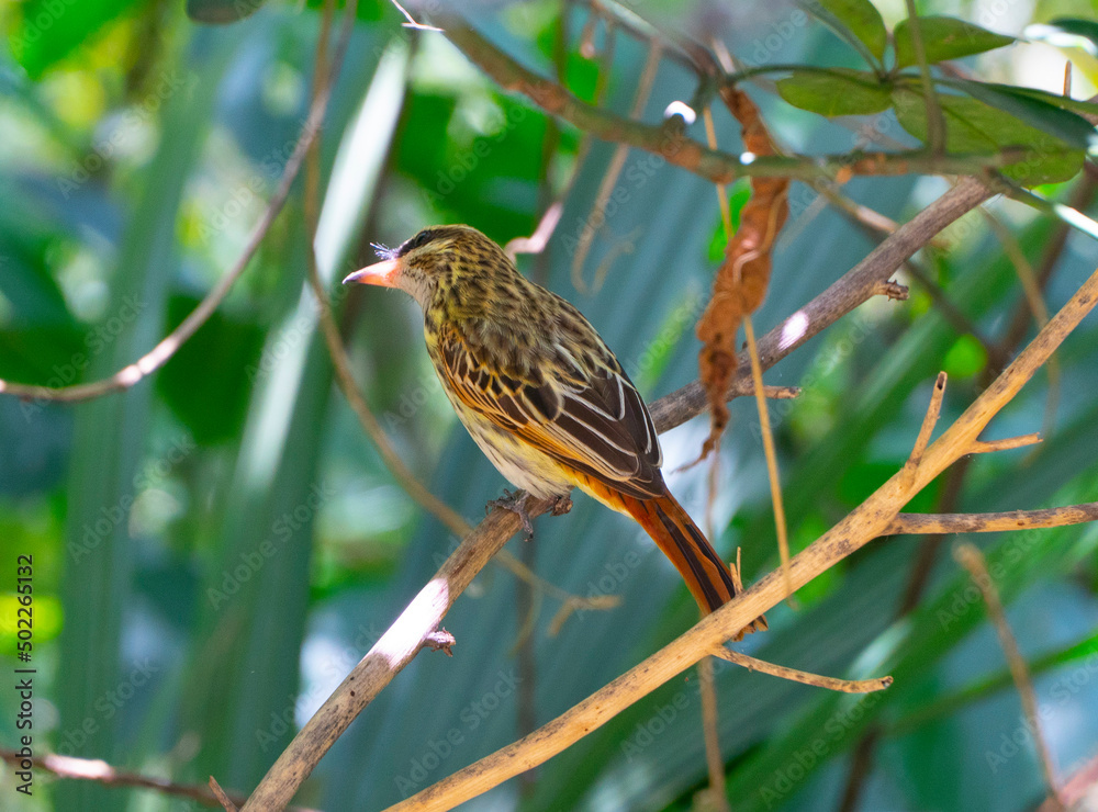 gorrión común (Passer domesticus), también llamado pardal o chilero, es ...