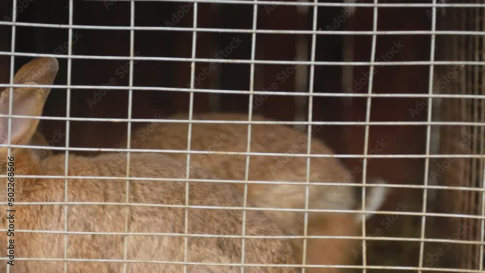 two rabbits in an aviary behind a net Stock Video | Adobe Stock