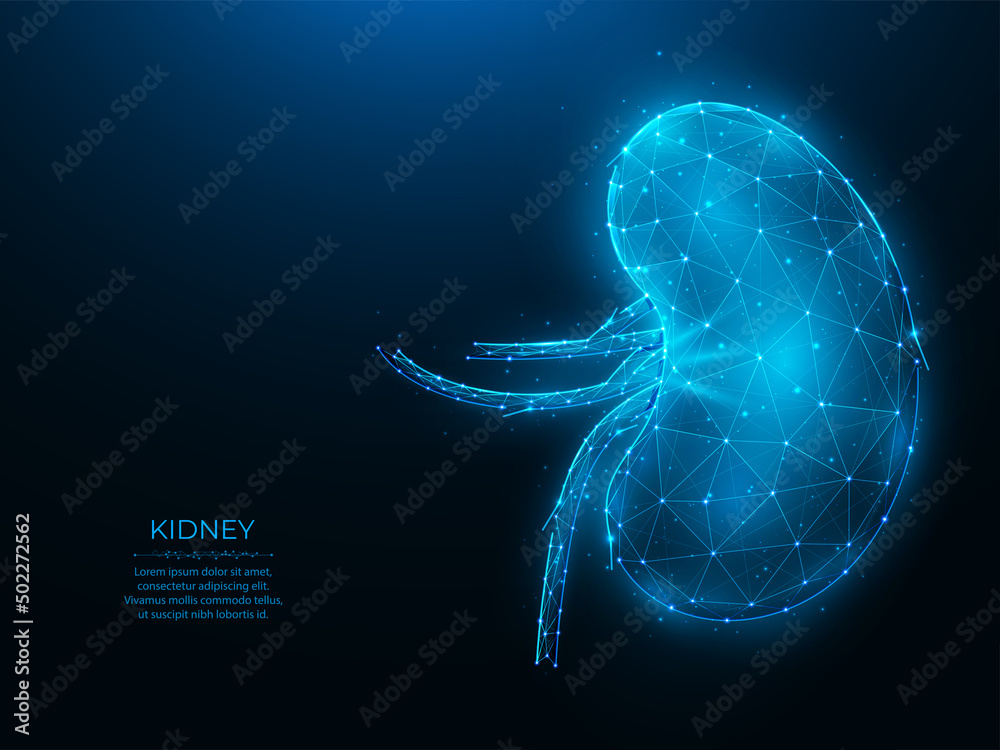 Polygonal vector illustration of human kidney on a dark blue background ...