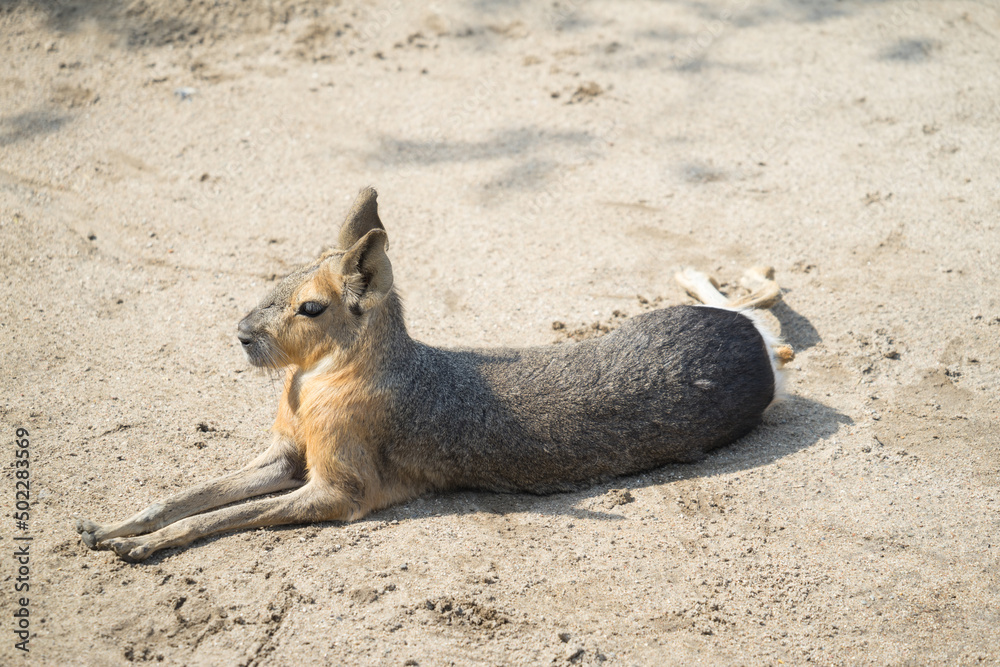 The mara is a genus Dolichotis of the cavy family of rodents. They are ...