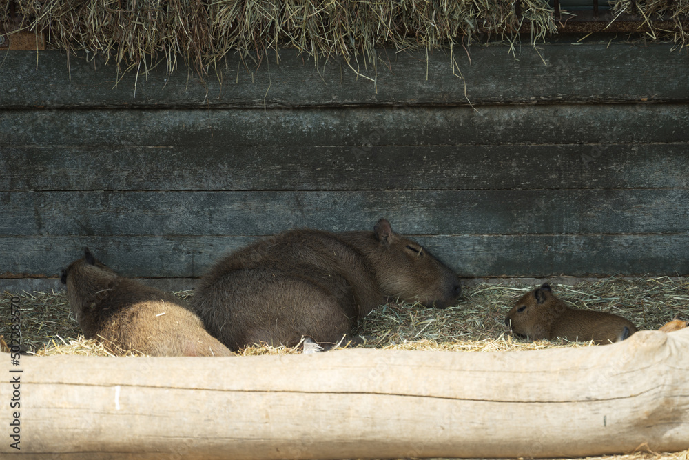 Capybara or greater capybara Hydrochoerus hydrochaeris is a giant cavy ...