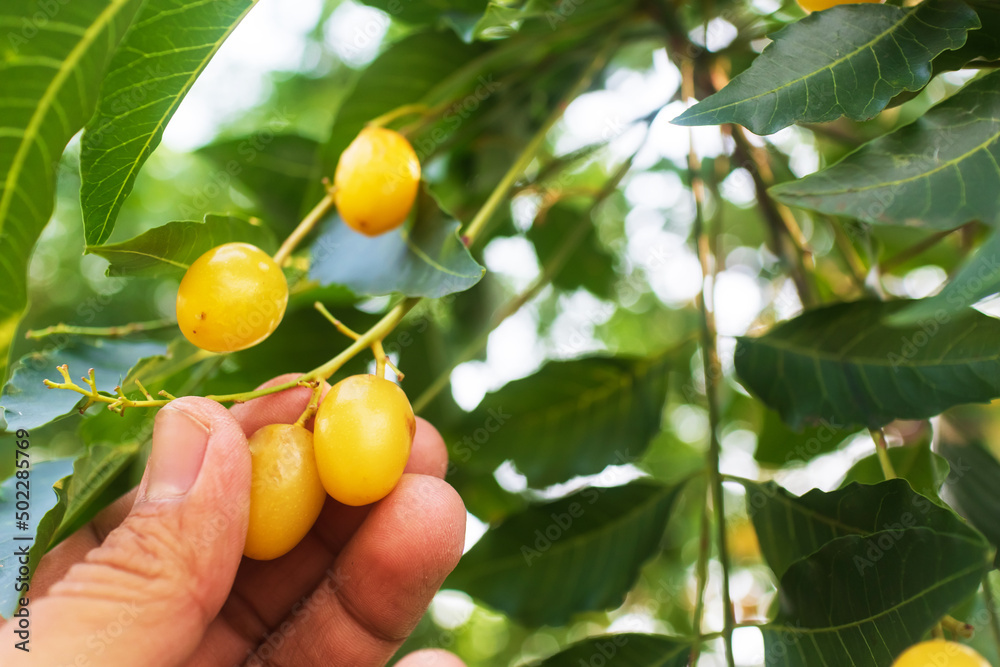 Fresh Neem fruit on tree with leaf on nature background. A leaves of ...