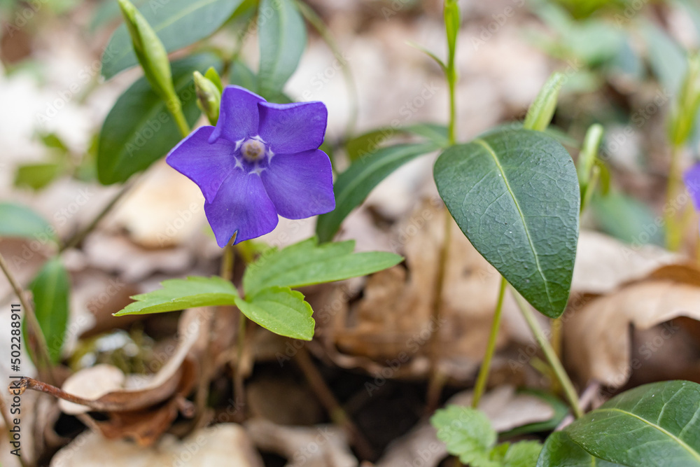 Vinca minor. Periwinkle, dwarf periwinkle, small periwinkle, common ...