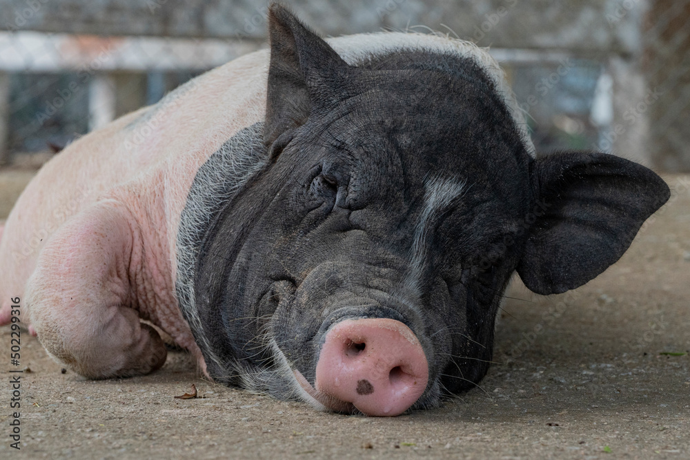 Vietnamese bellied pig is a breed of domestic pig. The region of origin ...