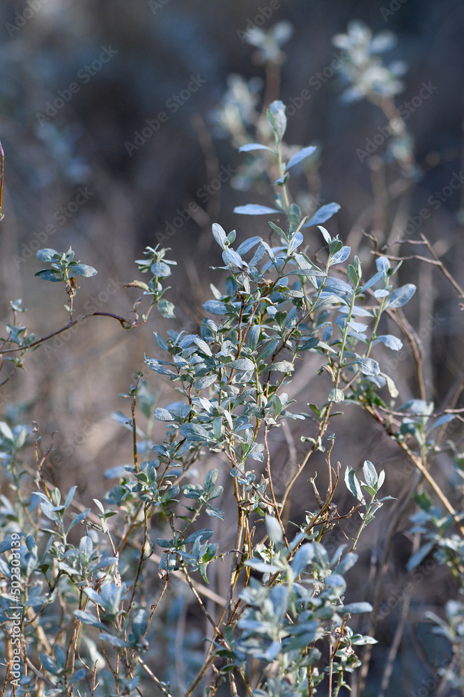 Gray green leaves of the Australian native Bladder Saltbush Atriplex ...