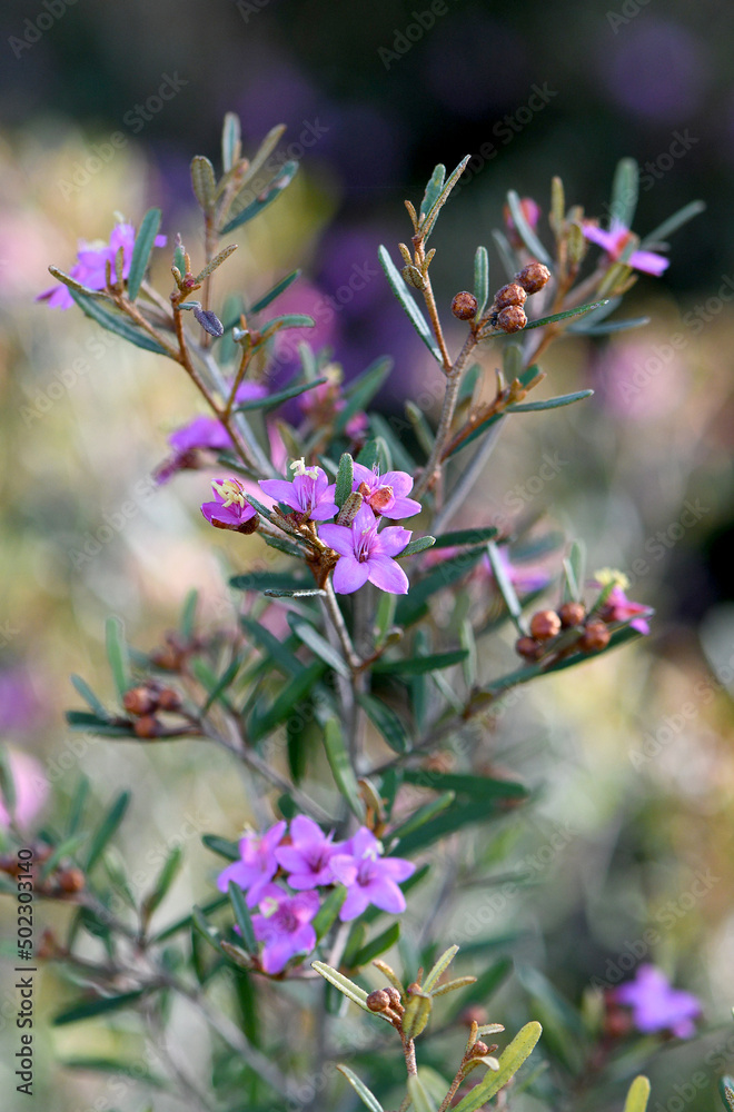 Flowers of the Australian native shrub Pink Phebalium, Phebalium nottii ...