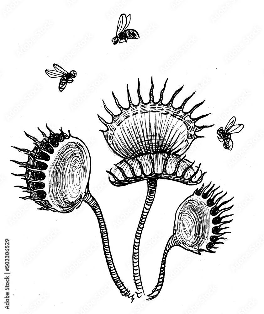 Carnivorous plant and flying insects. Ink black and white drawing Stock ...