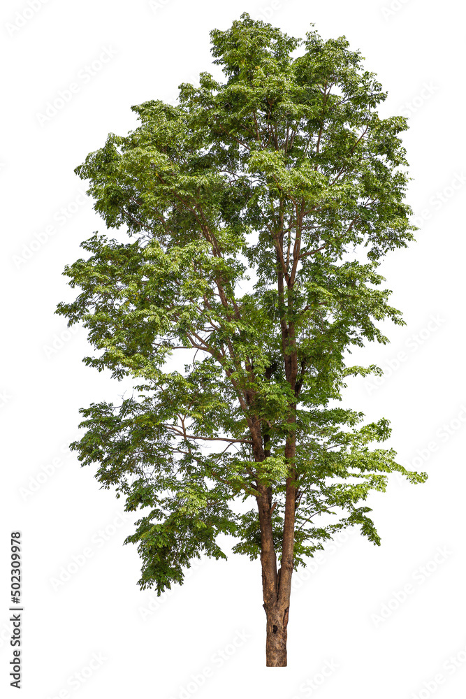 tree tropical isolated on white background Stock Photo | Adobe Stock