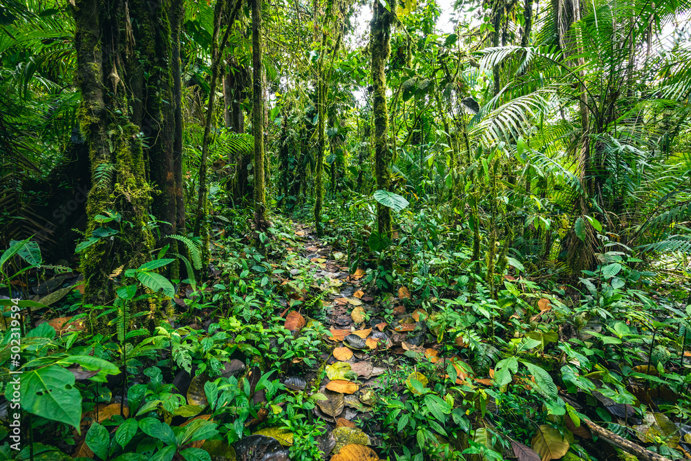 Ecuador Rainforest. Green nature hiking trail path in tropical jungle. Mindo Valley - Nambillo ...
