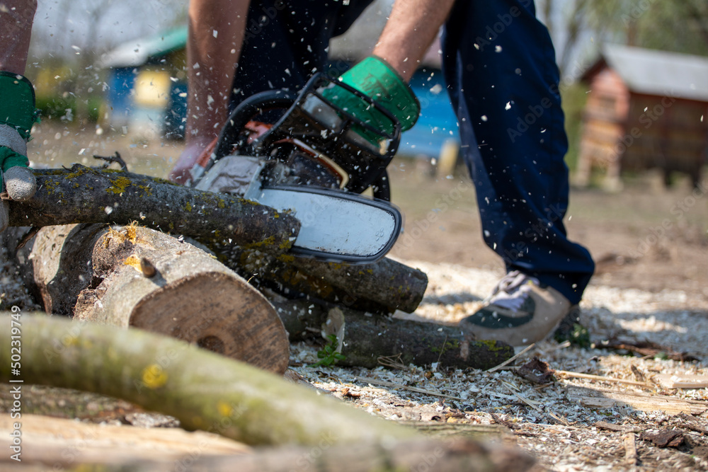 worker sawing with a chainsaw into pieces a long trunk of a tree, farm ...