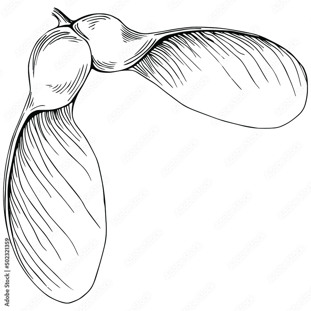 Acer negundo sketch drawing illustration. Maple nature engraved style ...