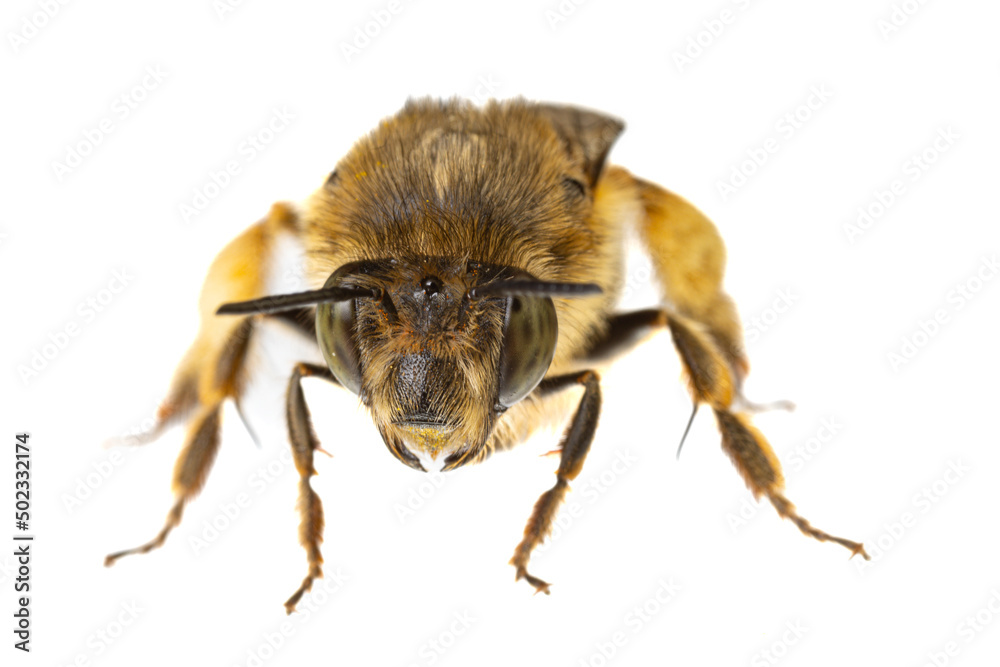 insects of europe - bees: macro of female Anthophora crinipes ...