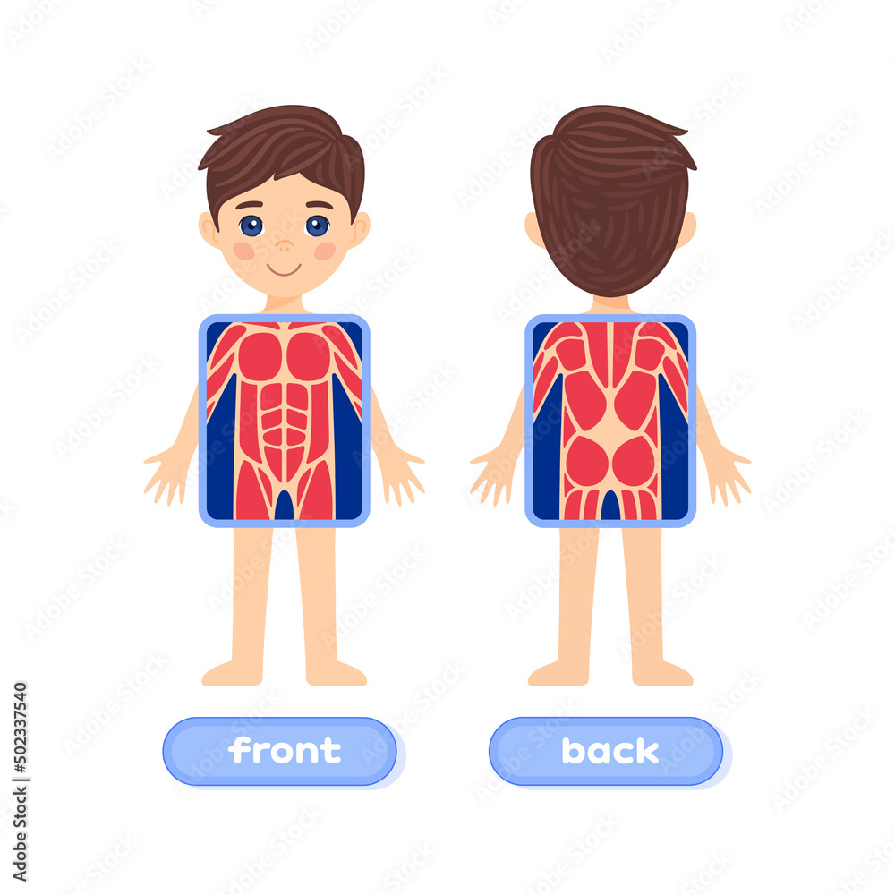 Human Muscular System and Little Brunette Boy. Front and Back view ...
