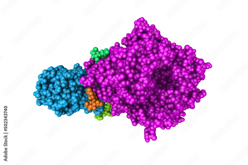 Space-filling molecular model of MERS-CoV complexed with human DPP4 on ...