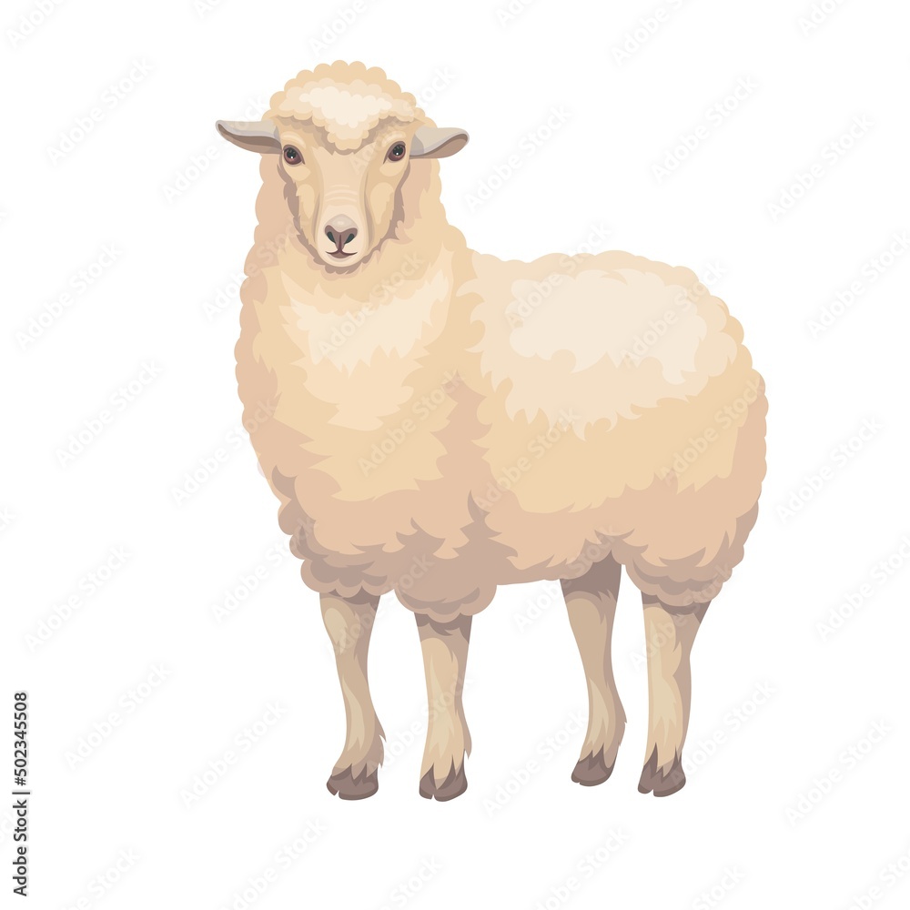 Poster Merino sheep. Farm animal, ewe vector illustration cartoon style ...